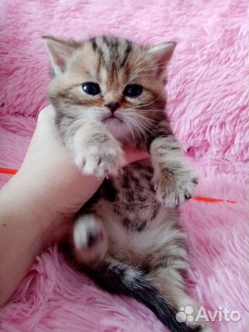 Две милые кошечки (документы)