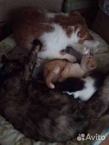 Продам котят
