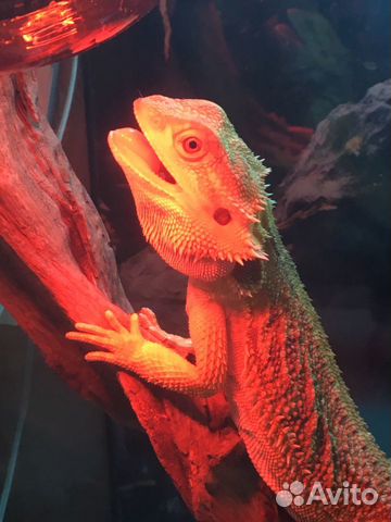 Бородатая агама+ террариум