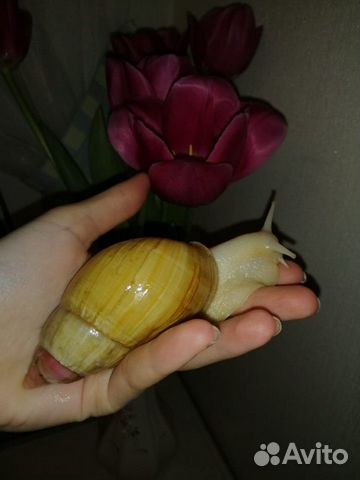 Улитка Ахатина Фулика Стандарт Альбино