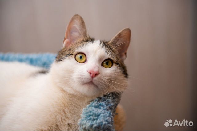 Сёмушка, молоденький котик в дар добрым людям