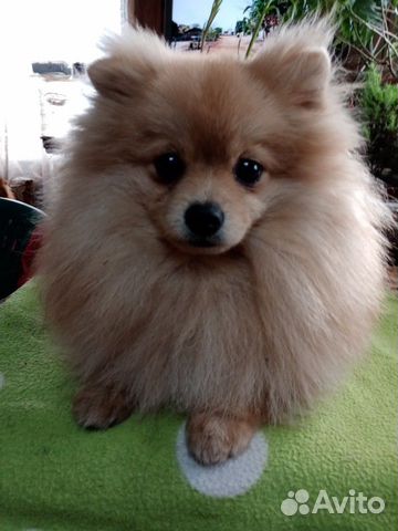 Медвежонок