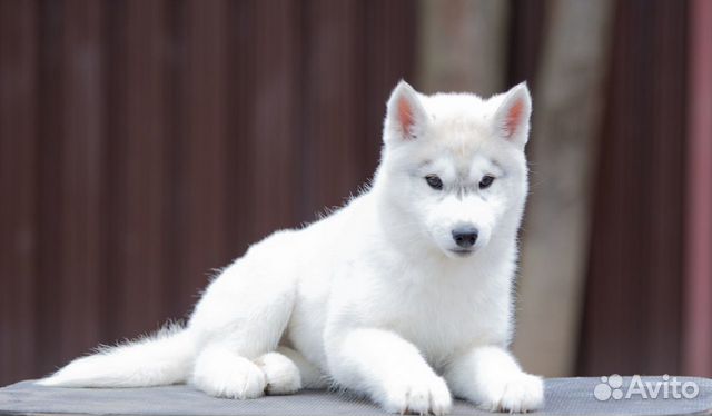 Щенки хаски из питомника