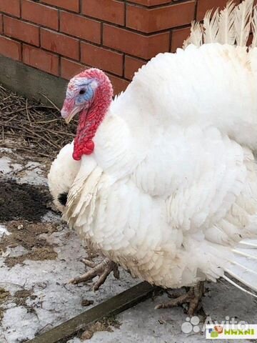 Индюшата конвертер