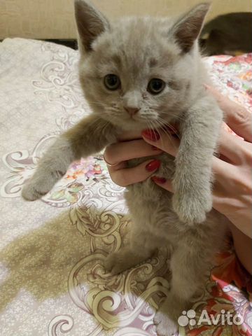 Продается Скотиш-страйт