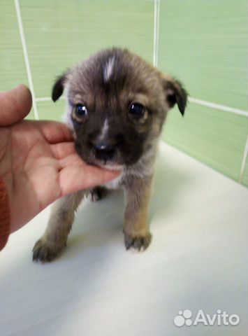 Ищет дом щенок мелкой собачки Вилли