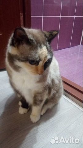 Кошечка Эми