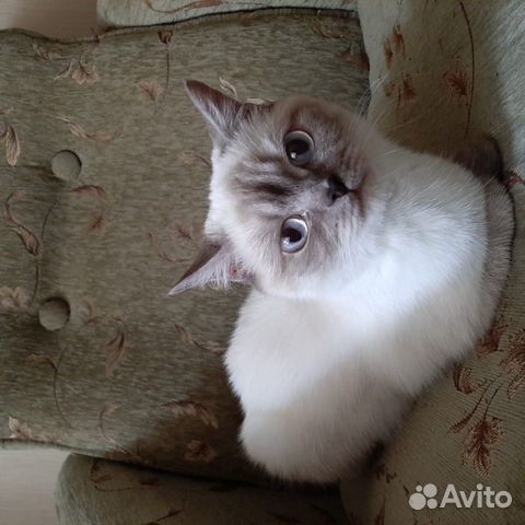 Кошка шатланка 8 мес