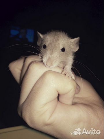 Крысы Дамбо