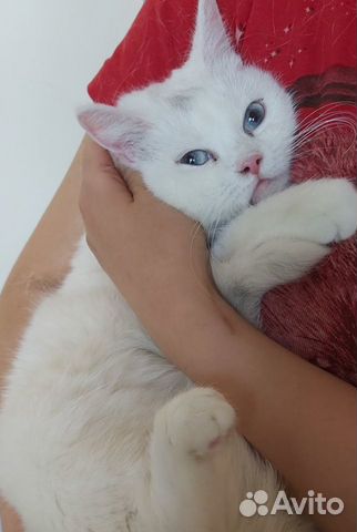 Кошечка в добрую семью