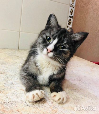 Отдам Кошечку в добрые руки