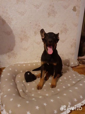 Щенок в добрые руки