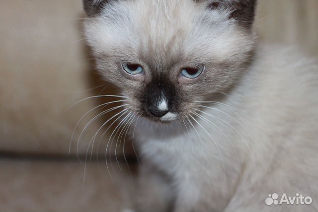 Отдам котенка