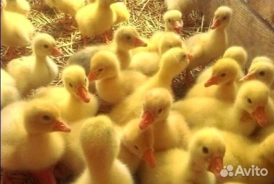 Гусята линда