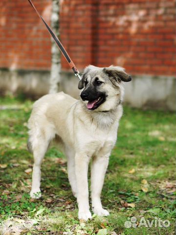 Лея ищет семью