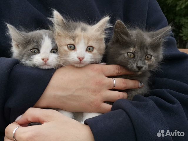 Счастье в добрые руки