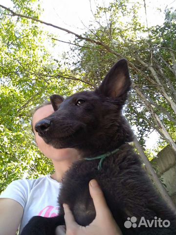 Продаются щенки Бельгийской овчарки Грюнендаль