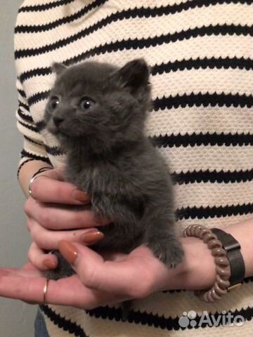 Котята