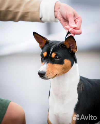 Басенджи вязка