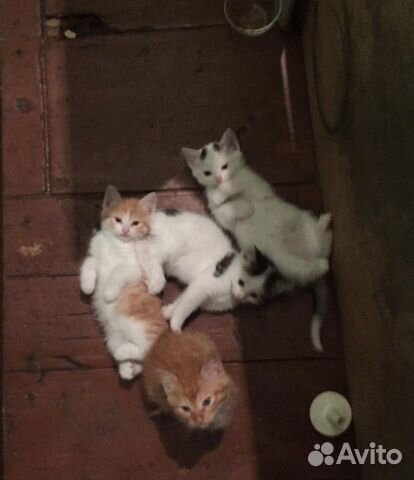 Котята в добрые руки
