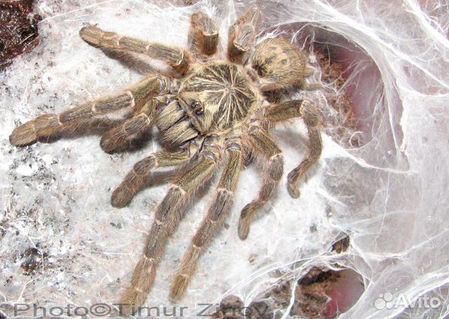 Паук птицеед Pterinochilus lugardi