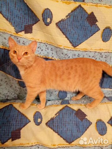 Рыжик молодой котик