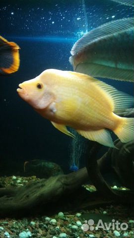 Цитроновая цихлазома