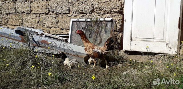 Продам индоуток,курица дакан с цыплятами, солома