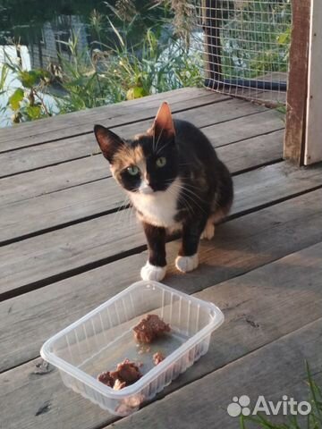 Трехцветная кошечка Джулия в добрые руки