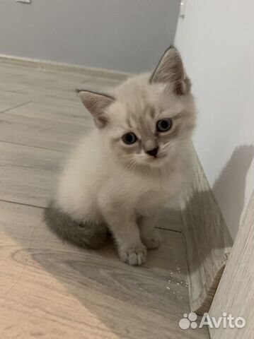 Шотландские прямоухие котята