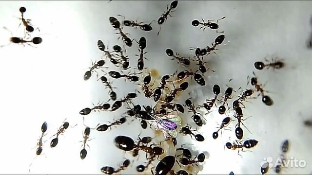 Цветочные муравьи Monomorium floricola