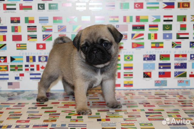 Резерв : щенки Мопса