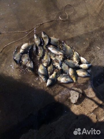 Продажа малька карпа, амура, толстолобика Доставка