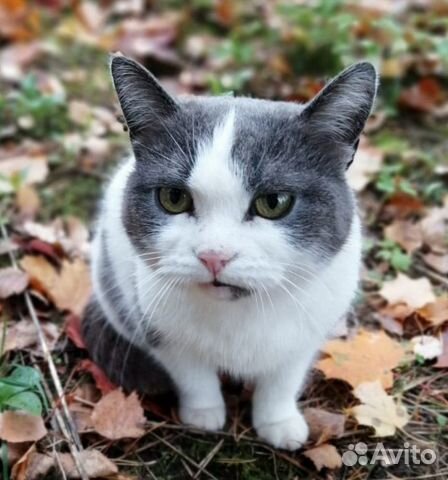 Кошка в добрые руки