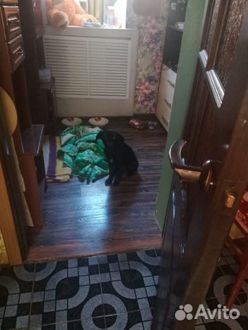 Щенок лабрадора