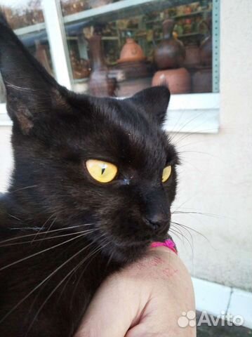 Найдена в центре крупная кошечка мини-пантера