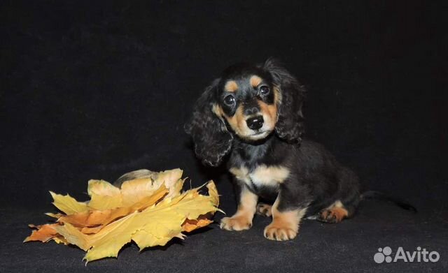 Мальчики мини