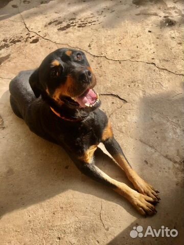 Ротвейлер ищет дом