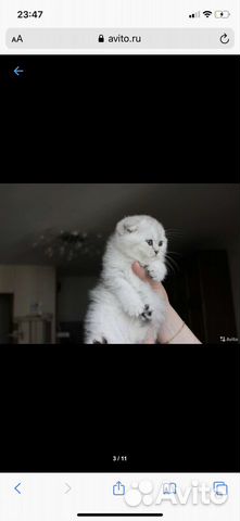 Шотландские детки