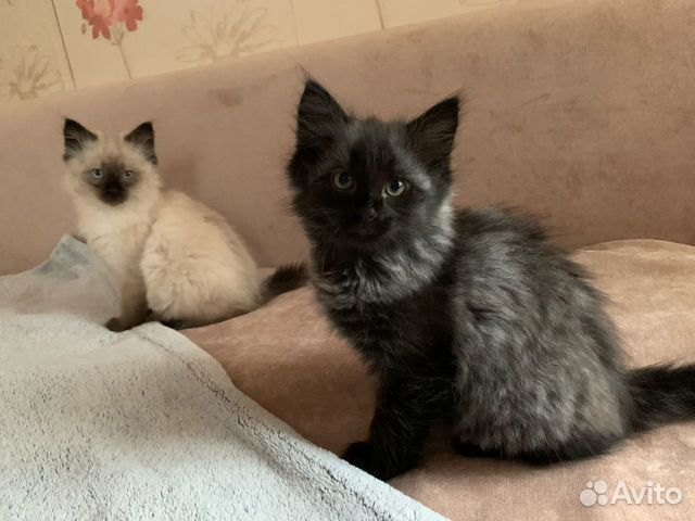 Котики