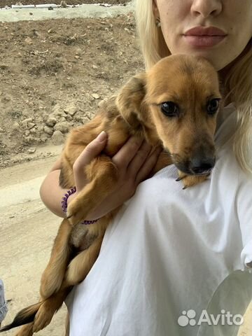 Собака ищет дом