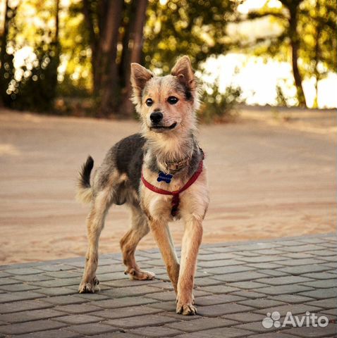 Миниатюрный Марсель