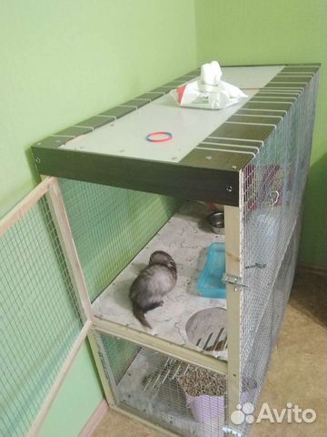 Хорёк