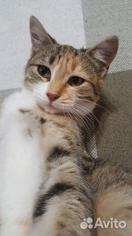Кошка Клава