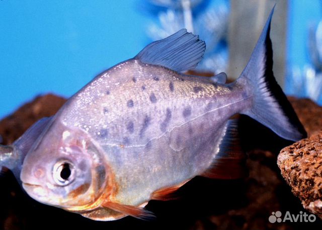 Пиранья паку