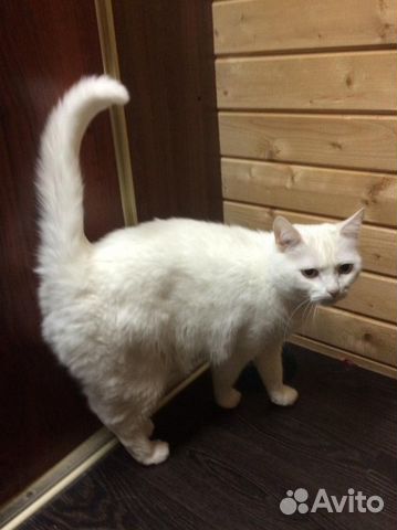 Отдам кота в хорошие руки