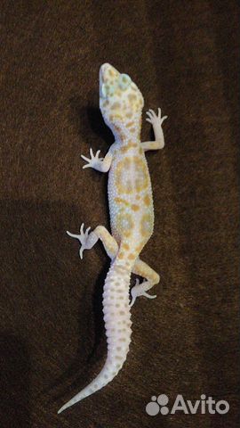 Эублефарчик