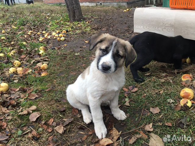 Щенки, метисы азиатской овчарки