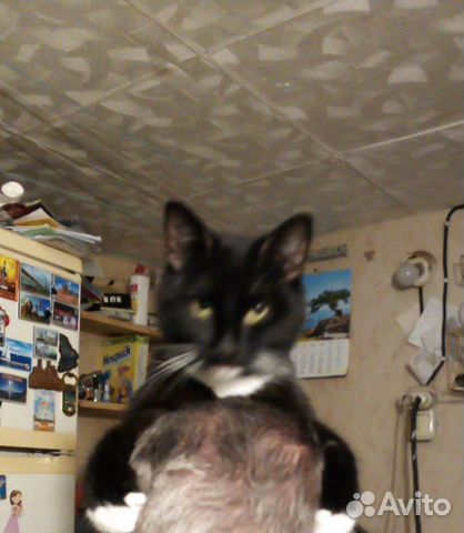 Потерялся кот