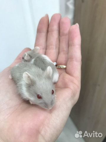 Джунгарский хомяк
